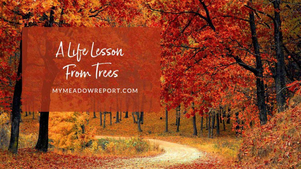 A Life Lesson From Trees - Renée Fishman